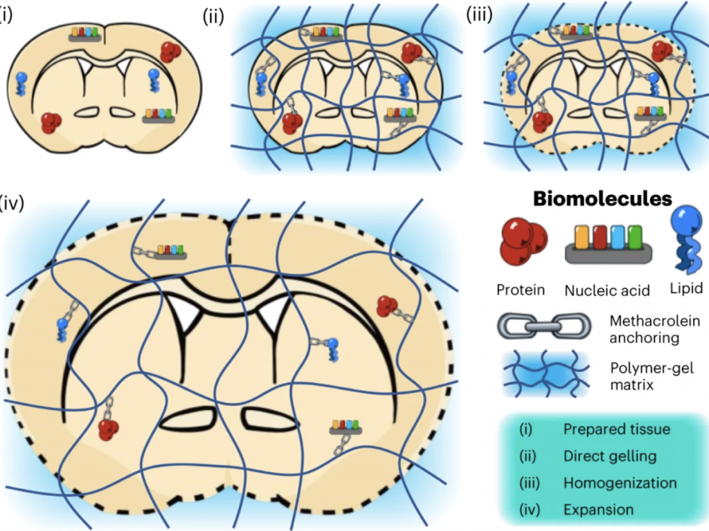 Magnify™ Kit (Freshly Preserved Tissue), 5 reactions – Magnify ...
