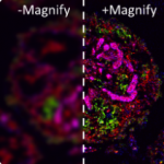 Magnify Expansion Kit – Magnify Biosciences, Inc.