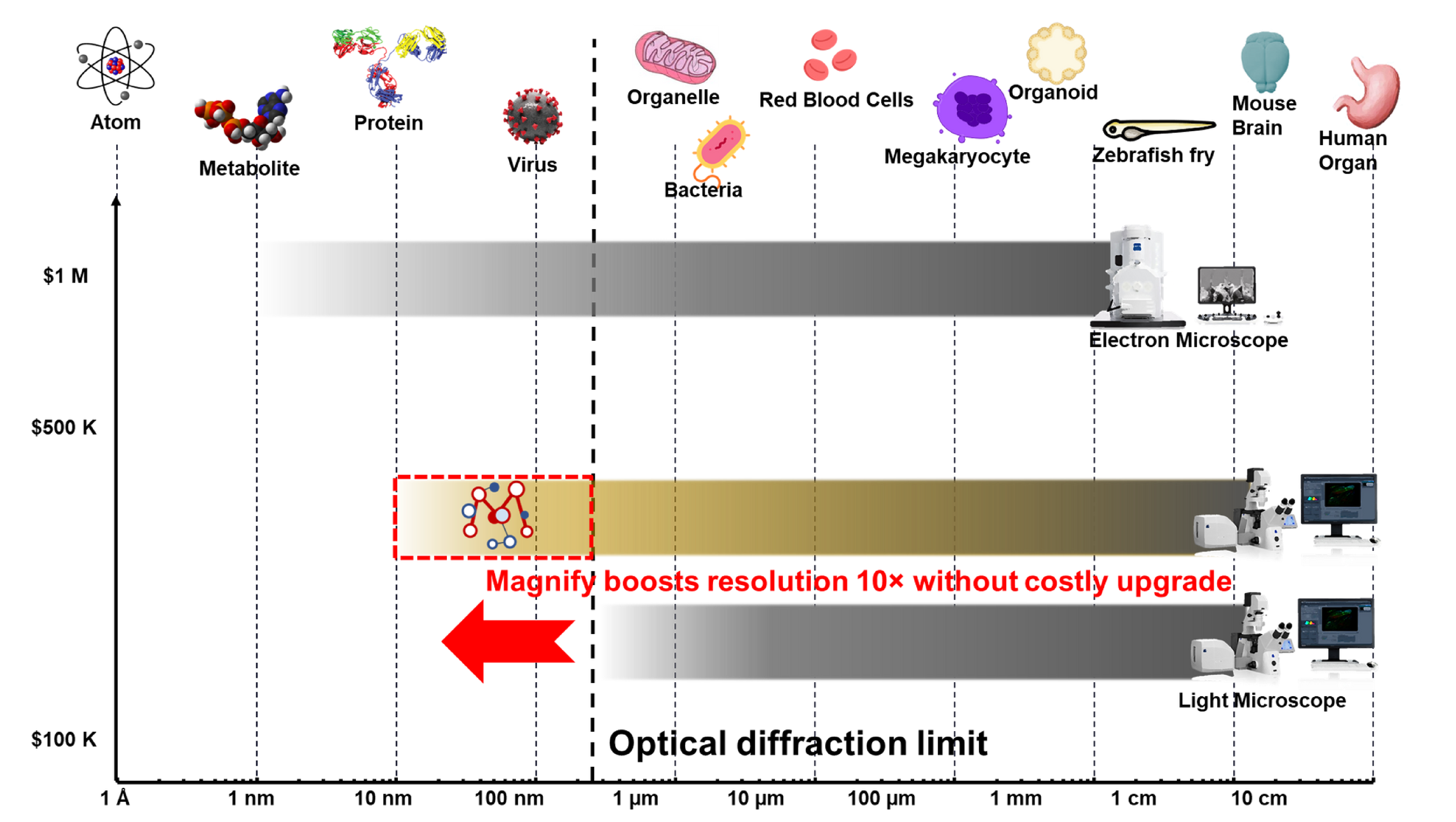 Magnify Biosciences, Inc. – Visualize the Future of Precision Medicine