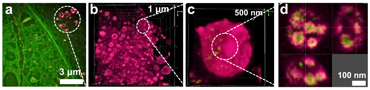 Magnify™ Expansion Kit – Magnify Biosciences, Inc.