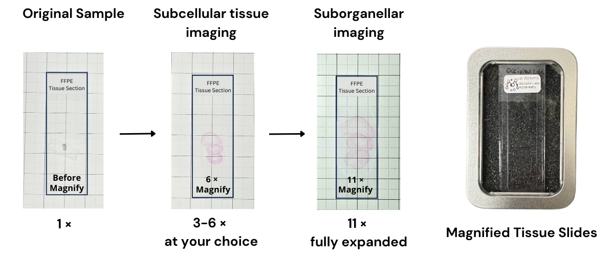 Magnify™ Expansion Mounted Slide – Magnify Biosciences, Inc.