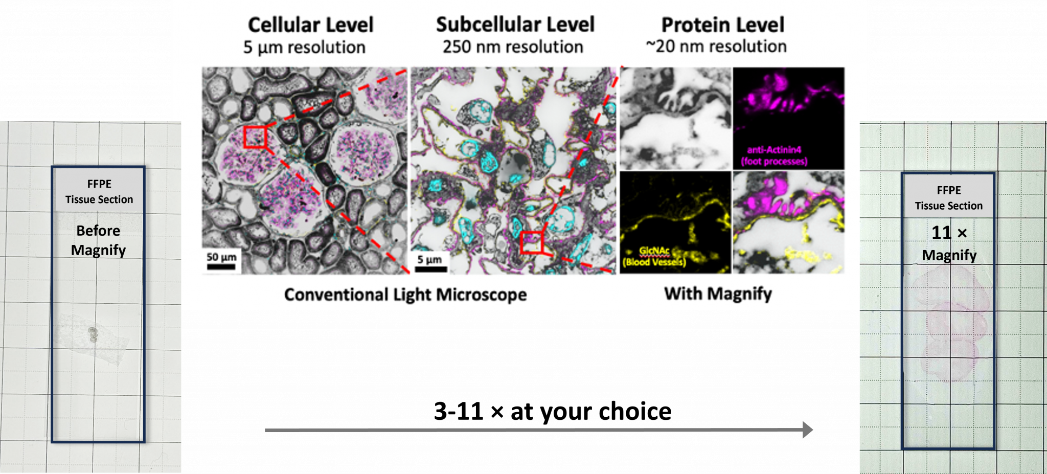Magnify Biosciences, Inc. – Visualize the Future of Precision Medicine